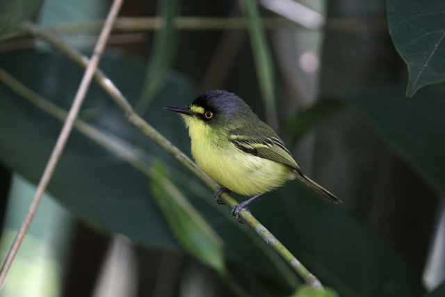 Foto teque-teque (Todirostrum poliocephalum) Por Conrado Pável | Wiki ...