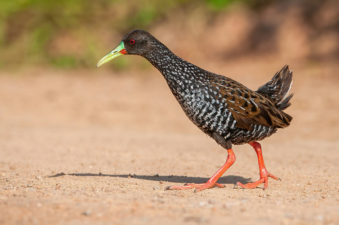 Foto saracura-carijó (Pardirallus maculatus) Por Raphael Kurz - Aves do ...