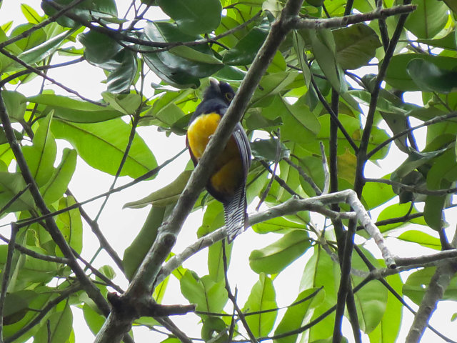 Foto surucuá-violáceo (Trogon violaceus) Por Arthur Cavalcanti | Wiki ...