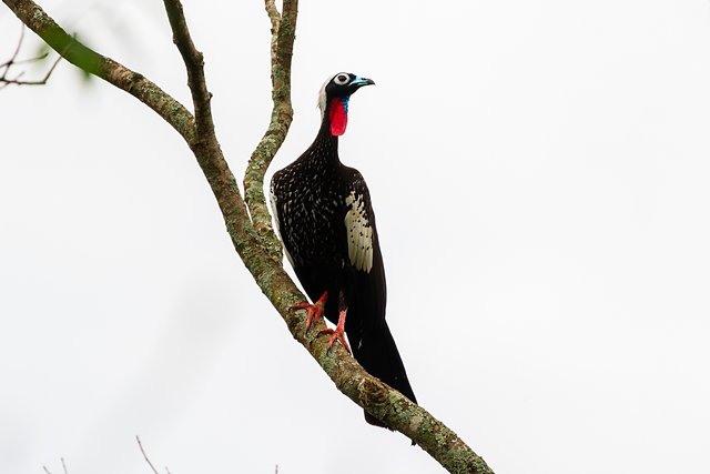 Foto jacutinga (Aburria jacutinga) Por João Vitor Andriola | Wiki Aves ...