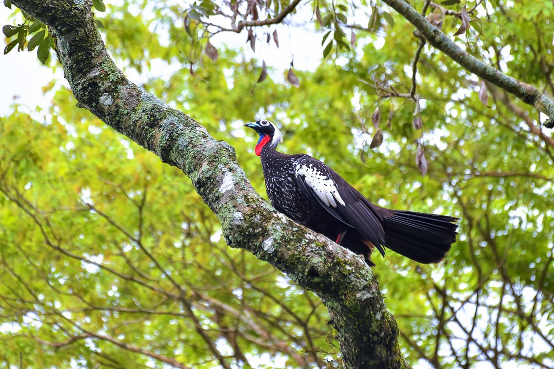 Foto jacutinga (Aburria jacutinga) Por Rudimar Cipriani | Wiki Aves - A ...