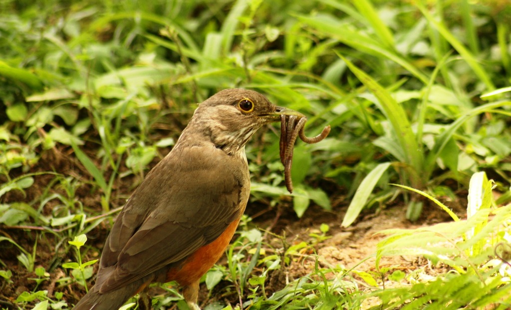 Foto sabiá-laranjeira (Turdus rufiventris) Por Divaine Müller | Wiki ...