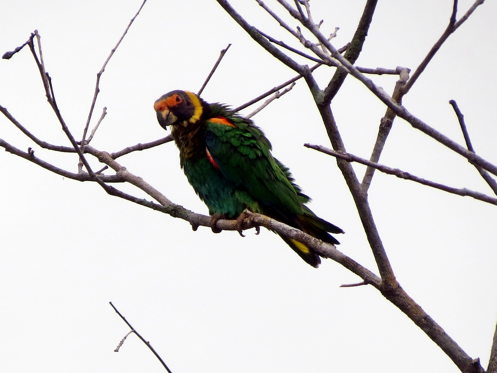 Foto curica-urubu (Pyrilia vulturina) Por Ricardo Carvalho | Wiki Aves ...
