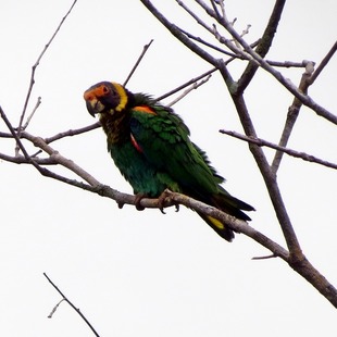 curica-urubu (Pyrilia vulturina) | WikiAves - A Enciclopédia das Aves ...