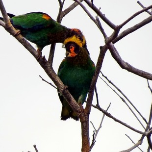 curica-urubu (Pyrilia vulturina) | WikiAves - A Enciclopédia das Aves ...