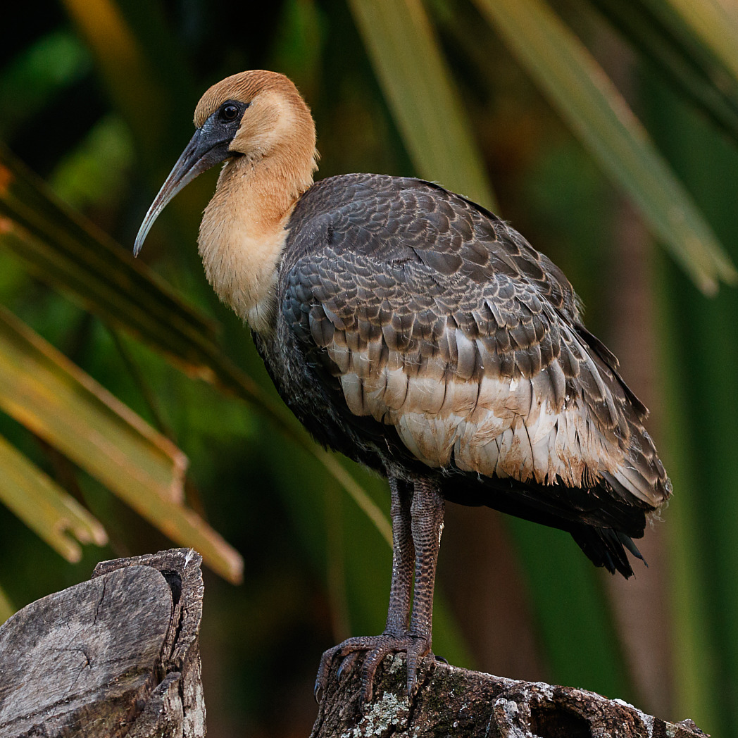 Foto curicaca (Theristicus caudatus) Por Silvia Faustino Linhares ...