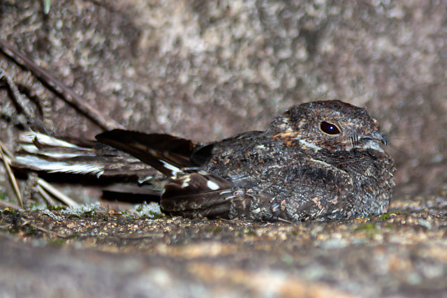 Foto bacurau-da-telha (Hydropsalis longirostris) Por Caio Adriel ...