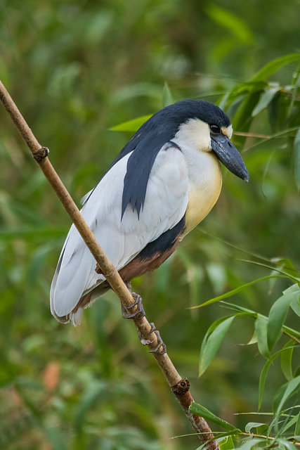 Foto arapapá (Cochlearius cochlearius) Por Celso Modesto Jr. | Wiki ...