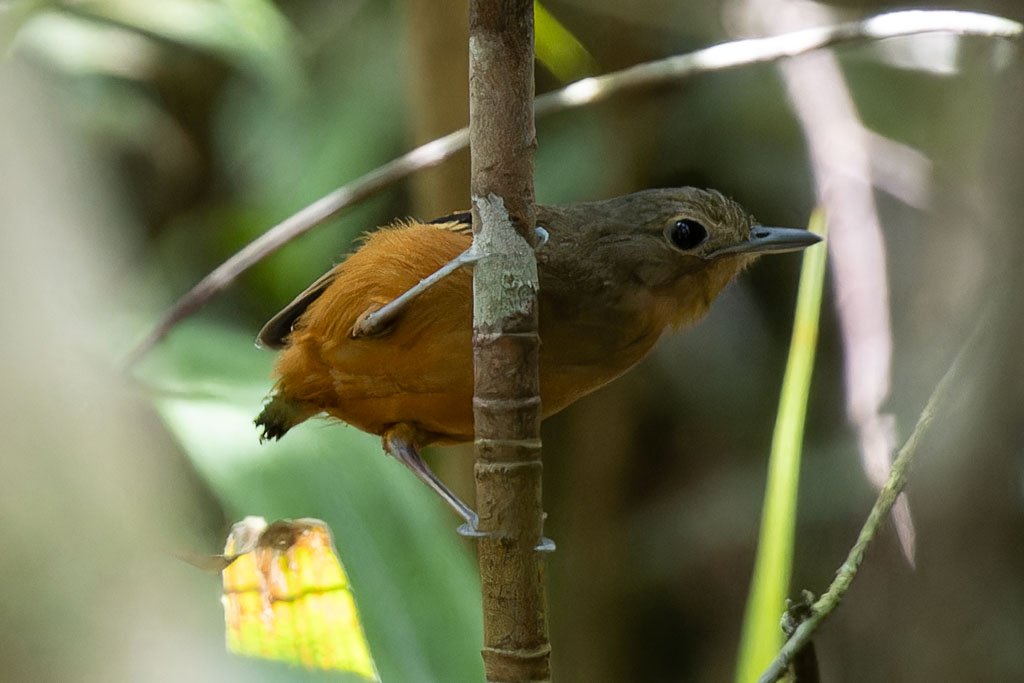 Foto choquinha-de-barriga-ruiva (Isleria guttata) Por Ralph Antunes ...