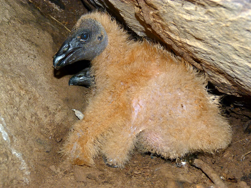 Foto urubu-preto (Coragyps atratus) Por André Adeodato | Wiki Aves - A ...