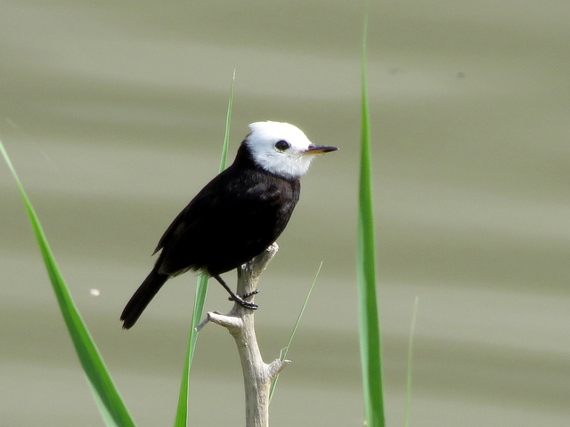 Foto freirinha (Arundinicola leucocephala) Por Antonio Tavora | Wiki ...