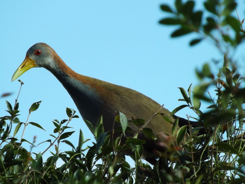 Foto saracuruçu (Aramides ypecaha) Por Thiago Weigert | Wiki Aves - A ...