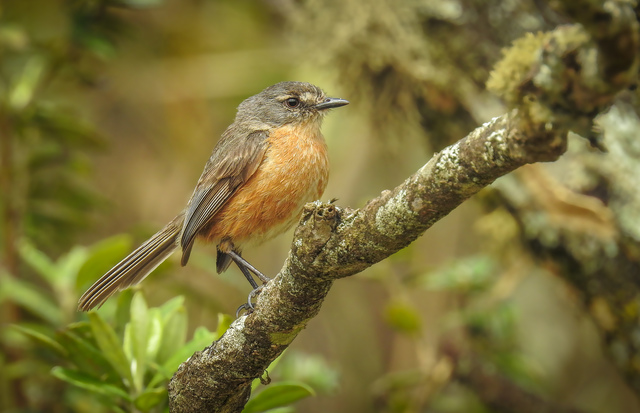 Foto papa-moscas-de-costas-cinzentas (Polystictus superciliaris) Por ...