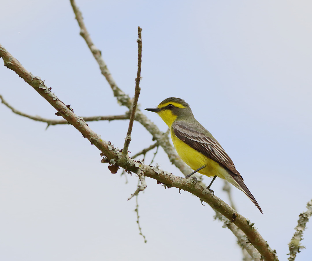 Foto suiriri-pequeno (Satrapa icterophrys) Por Justino Paula | Wiki ...