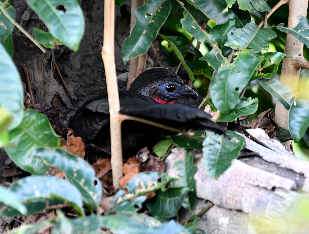 Foto jacumirim (Penelope marail) Por Eliane Zaltman | Wiki Aves - A ...