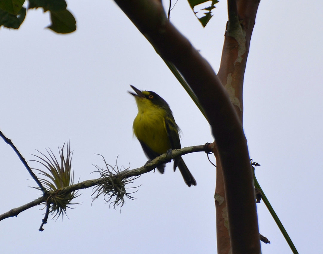 Foto teque-teque (Todirostrum poliocephalum) Por Guga Canella | Wiki ...