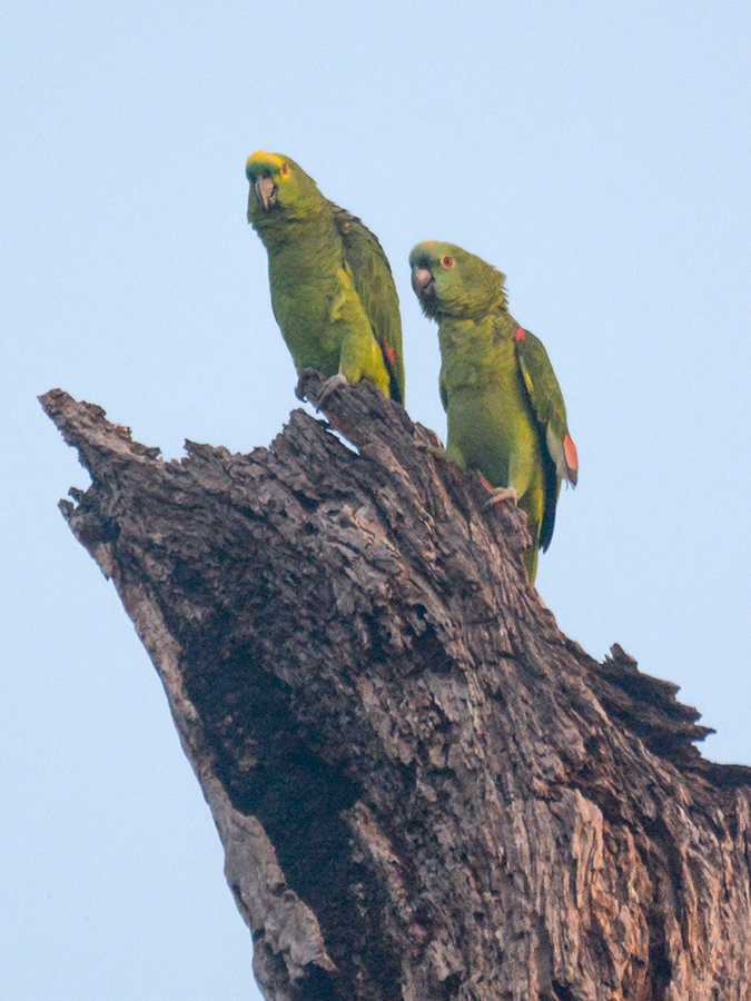 Foto papagaio-verdadeiro (Amazona aestiva) Por Lilian Tomazelli | Wiki ...