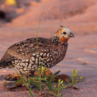Galliformes | WikiAves - A Enciclopédia das Aves do Brasil