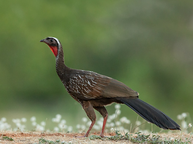 jacucaca (Penelope jacucaca) | WikiAves - A Enciclopédia das Aves do Brasil