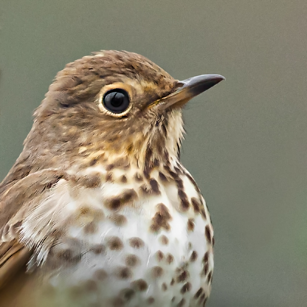Foto sabiazinho-de-óculos (Catharus swainsoni) Por Ester Ramirez | Wiki ...