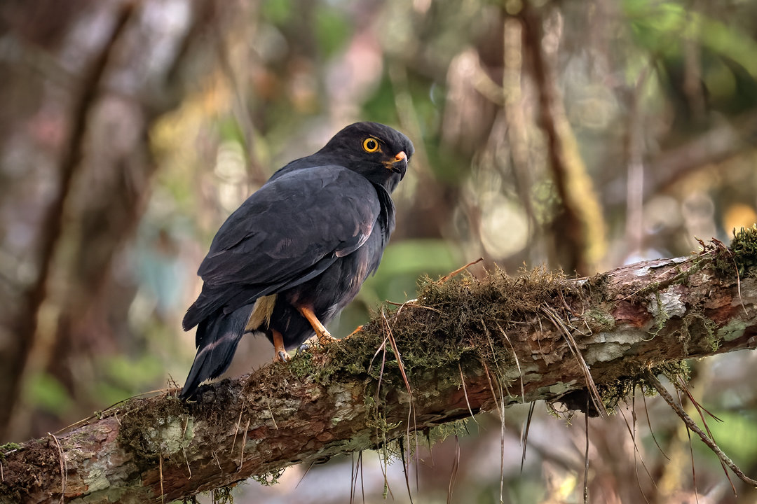 Foto gavião-de-sobre-branco (Parabuteo leucorrhous) Por Paulo Cunha ...