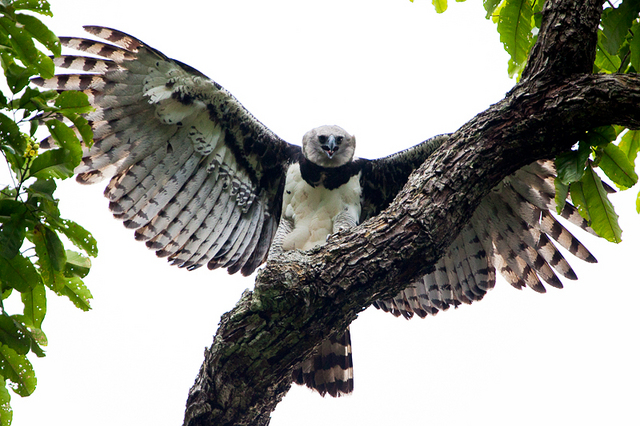 Foto gavião-real (Harpia harpyja) Por Marco Guedes | Wiki Aves - A ...