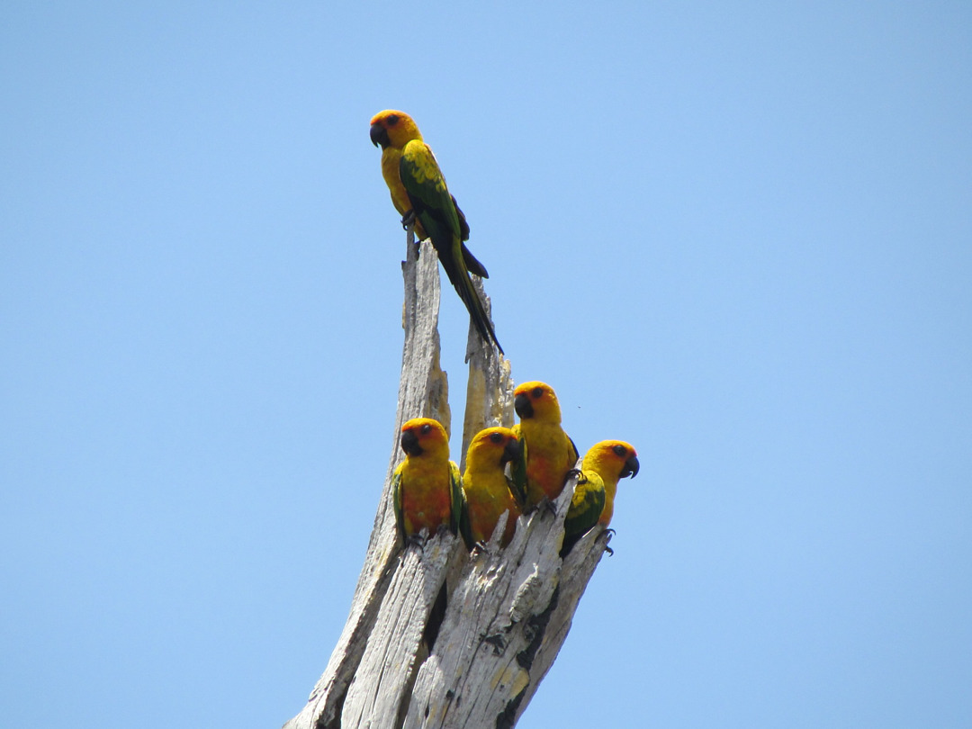 Foto cacaué (Aratinga maculata) Por Paula Ramos | Wiki Aves - A ...