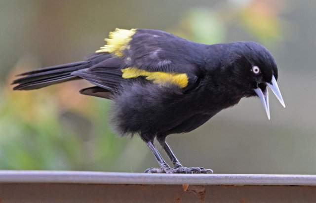 Foto tecelão (Cacicus chrysopterus) Por Francisco Luiz Vicentini Neto ...