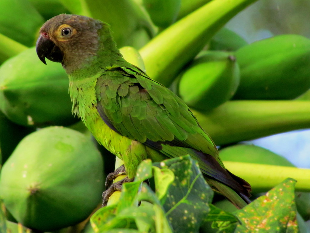 Foto periquito-de-cabeça-suja (Aratinga weddellii) Por Renato S ...