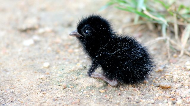 turu-turu (Neocrex erythrops) | WikiAves - A Enciclopédia das Aves do ...