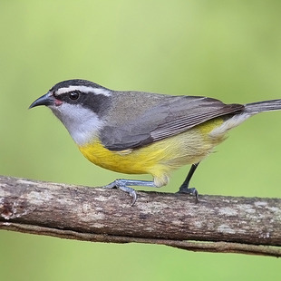 Coerebinae | WikiAves - A Enciclopédia das Aves do Brasil