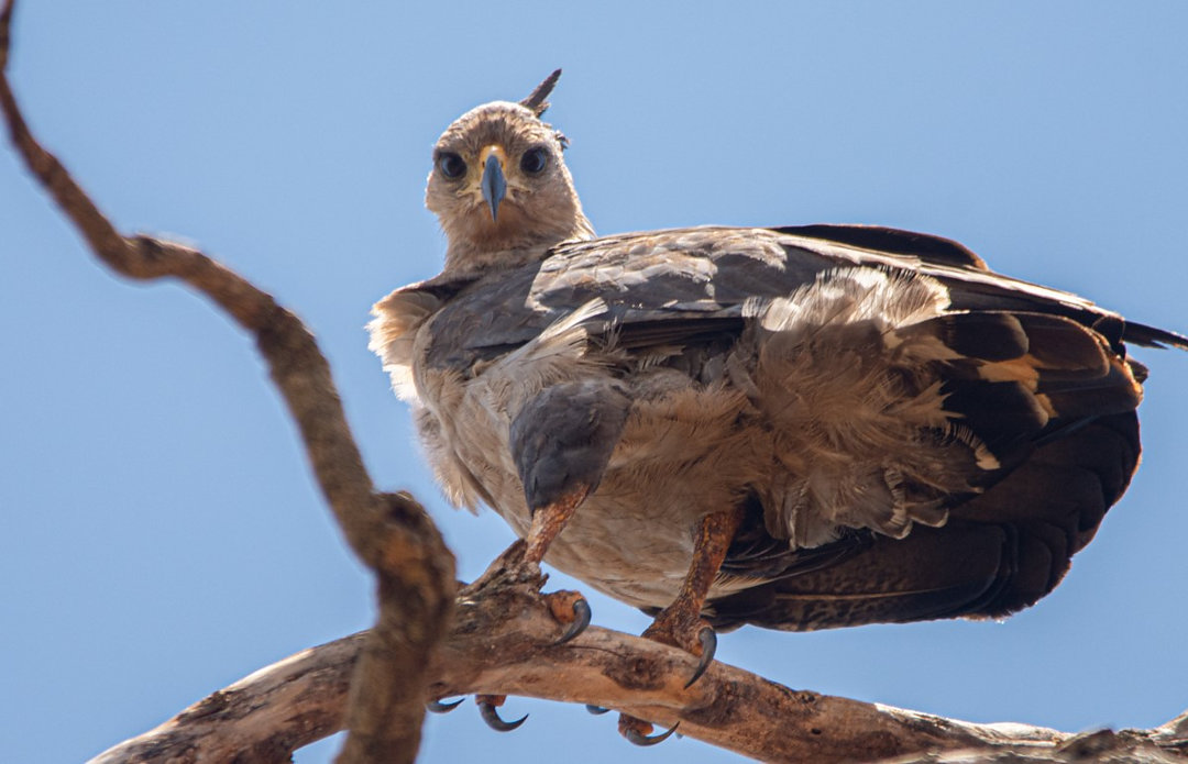 Foto águia-cinzenta (Urubitinga coronata) Por José Pireni | Wiki Aves ...