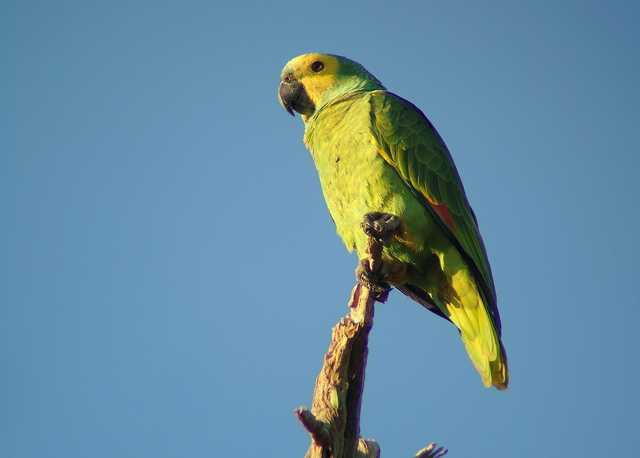 Foto papagaio-verdadeiro (Amazona aestiva) Por Eduardo Patrial | Wiki ...