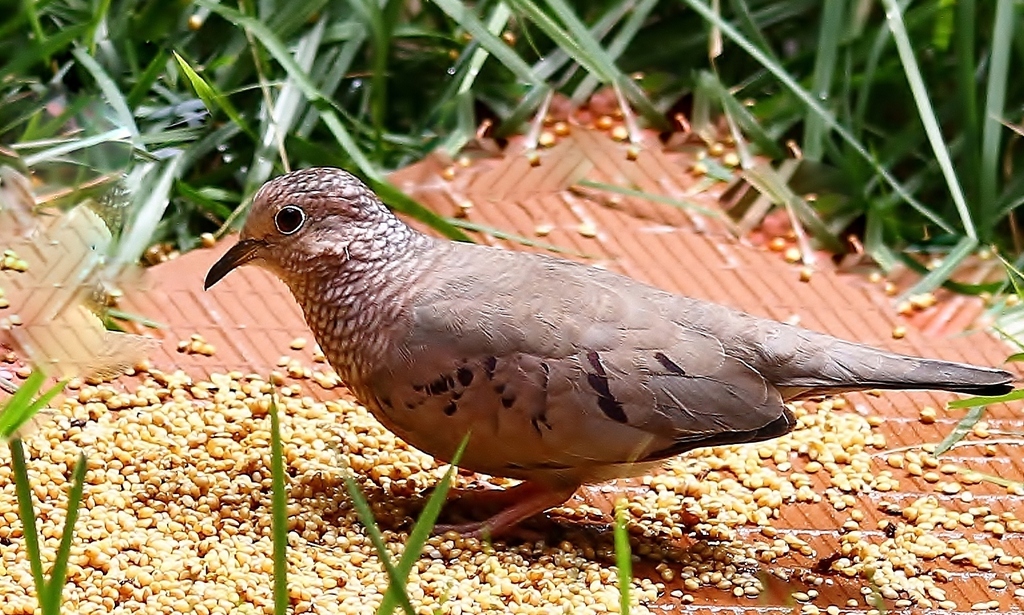 Foto rolinha-cinzenta (Columbina passerina) Por Antonio Nobre | Wiki ...