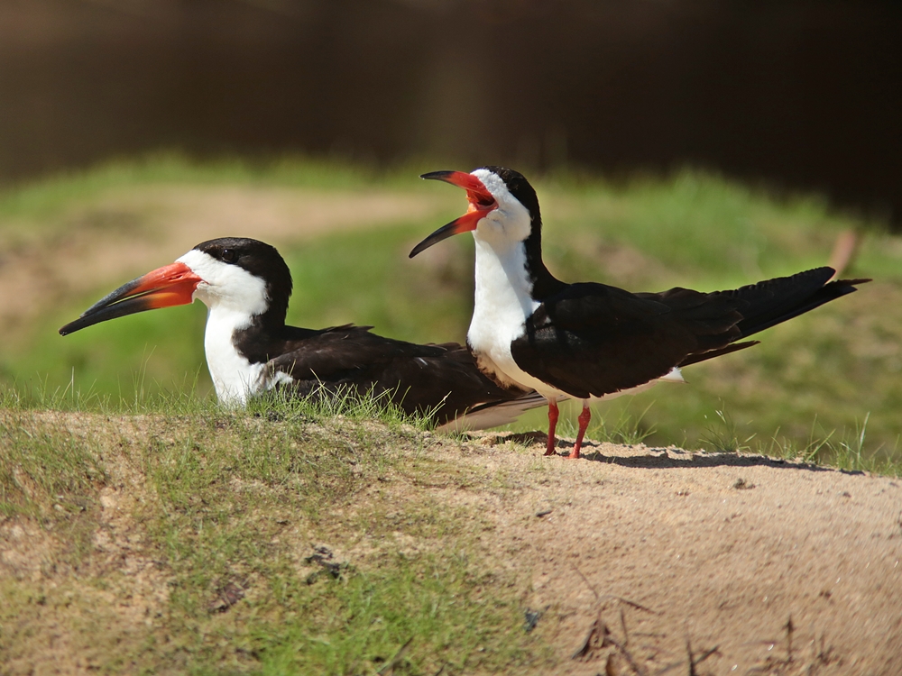 Foto talha-mar (Rynchops niger) Por Zé Maria | Wiki Aves - A ...