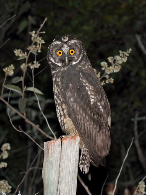 mocho-diabo (Asio stygius) | WikiAves - A Enciclopédia das Aves do Brasil