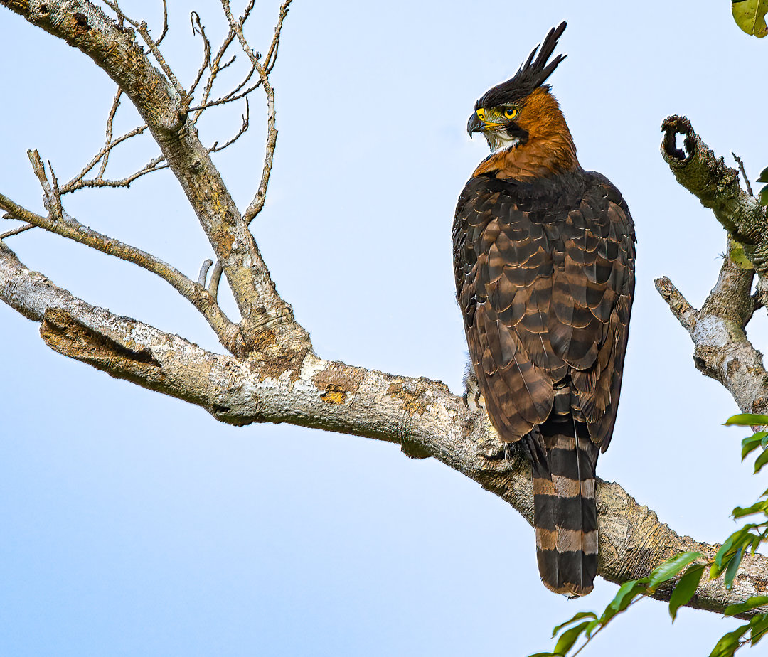 Foto gavião-de-penacho (Spizaetus ornatus) Por Fabyano Costa | Wiki Aves - A Enciclopédia das ...