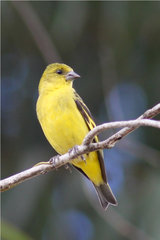 Foto pintassilgo (Spinus magellanicus) Por Helberth Peixoto | Wiki Aves ...