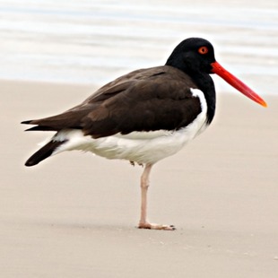 piru-piru (Haematopus palliatus) | WikiAves - A Enciclopédia das Aves ...