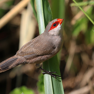 Estrildidae | WikiAves - A Enciclopédia das Aves do Brasil