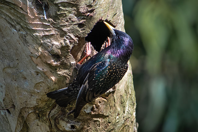 Foto estorninho (Sturnus vulgaris) Por Cláudio Dias Timm | Wiki Aves ...