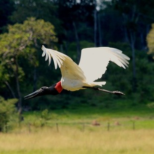 tuiuiú (Jabiru mycteria) | WikiAves - A Enciclopédia das Aves do Brasil