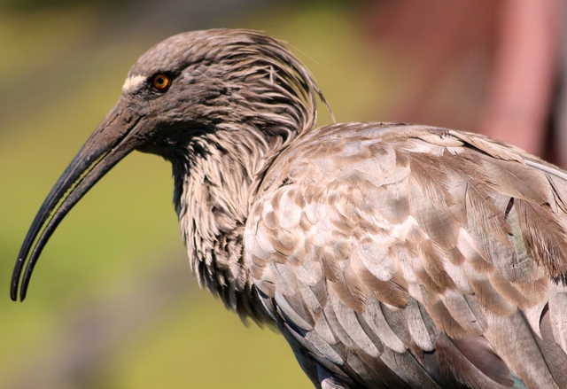 Foto curicaca-real (Theristicus caerulescens) Por Leonardo Casadei ...