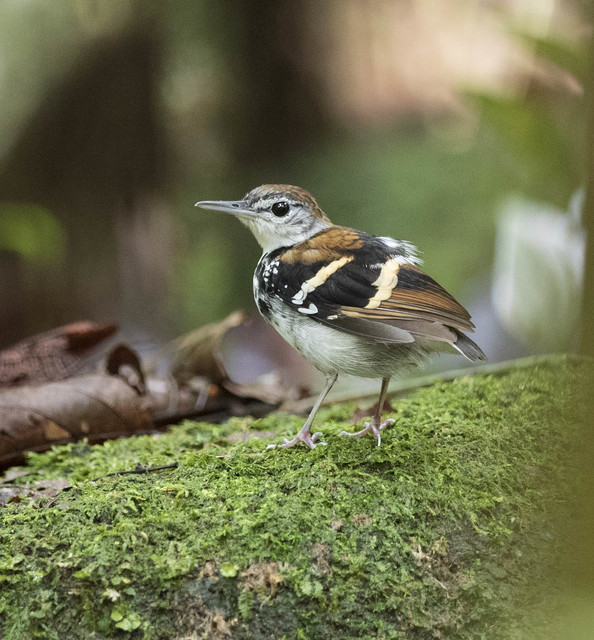 tovaquinha (Dichrozona cincta) | WikiAves - A Enciclopédia das Aves do ...