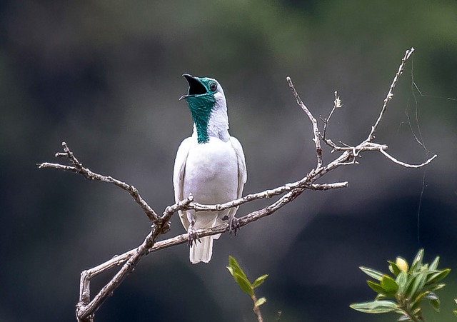 Foto araponga (Procnias nudicollis) Por Adilson Marques | Wiki Aves - A ...
