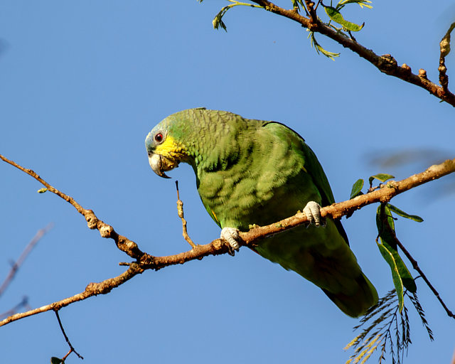 Foto curica (Amazona amazonica) Por Richard Stubing | Wiki Aves - A ...