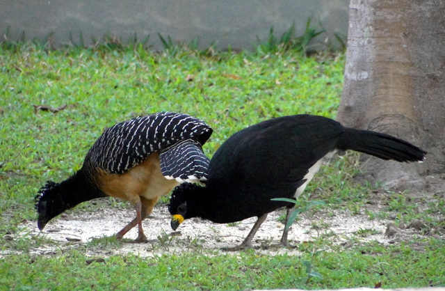 mutum-de-penacho (Crax fasciolata) | WikiAves - A Enciclopédia das Aves ...