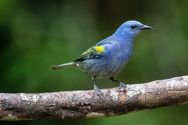 Foto sanhaço-de-encontro-amarelo (Thraupis ornata) Por Thelma Gatuzzo ...