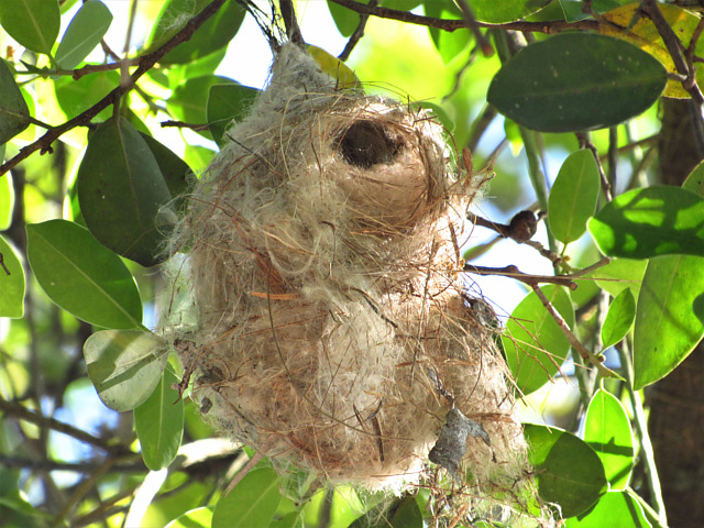 Foto teque-teque (Todirostrum poliocephalum) Por Marcello Coimbra ...