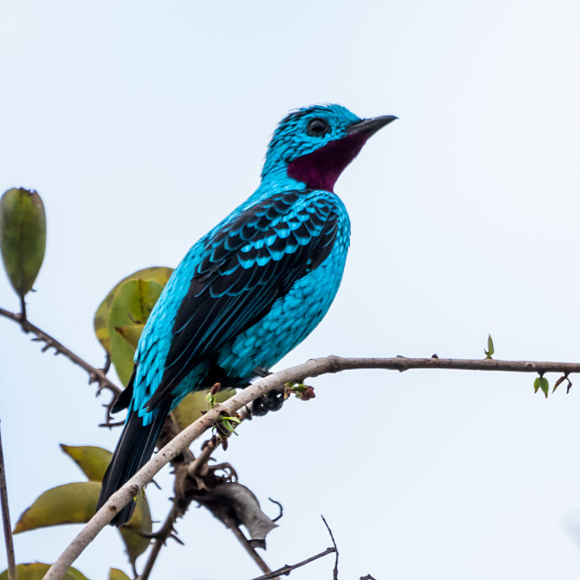 Foto anambé-azul (Cotinga cayana) Por Luiz Anjos | Wiki Aves - A ...